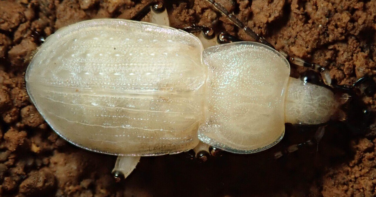 セアカオサムシ羽化観察記録|トモロウ セアカオサムシ羽化観察記録|トモロウ