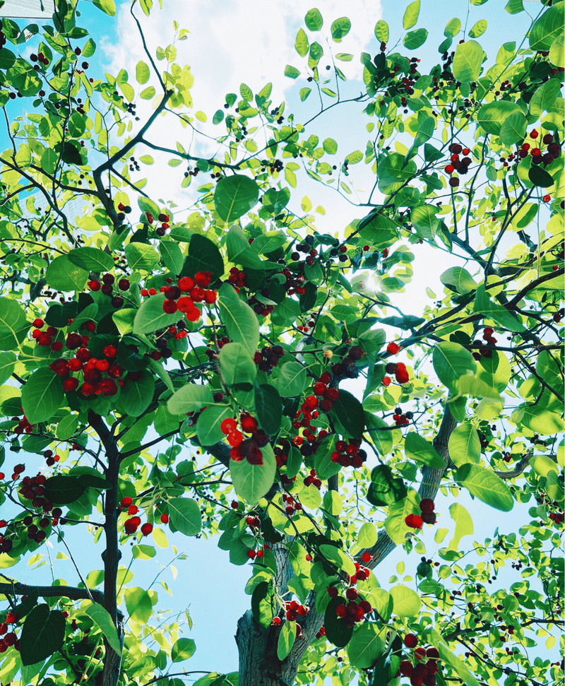 水曜日｜prankish/Tomo