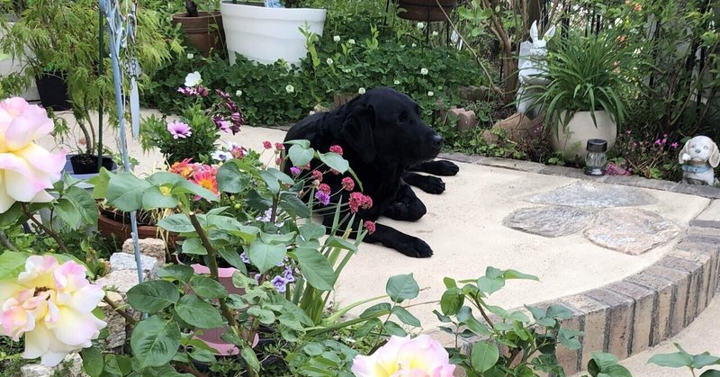 ユメカ（Yumeka.yy）｜note