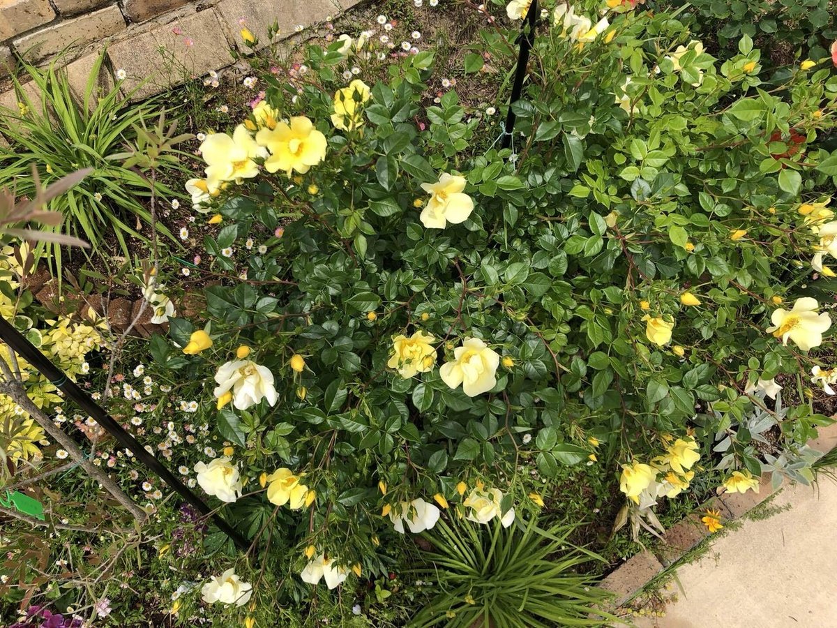 お酒の名前を持つバラたち｜ユメカ（Yumeka.yy）