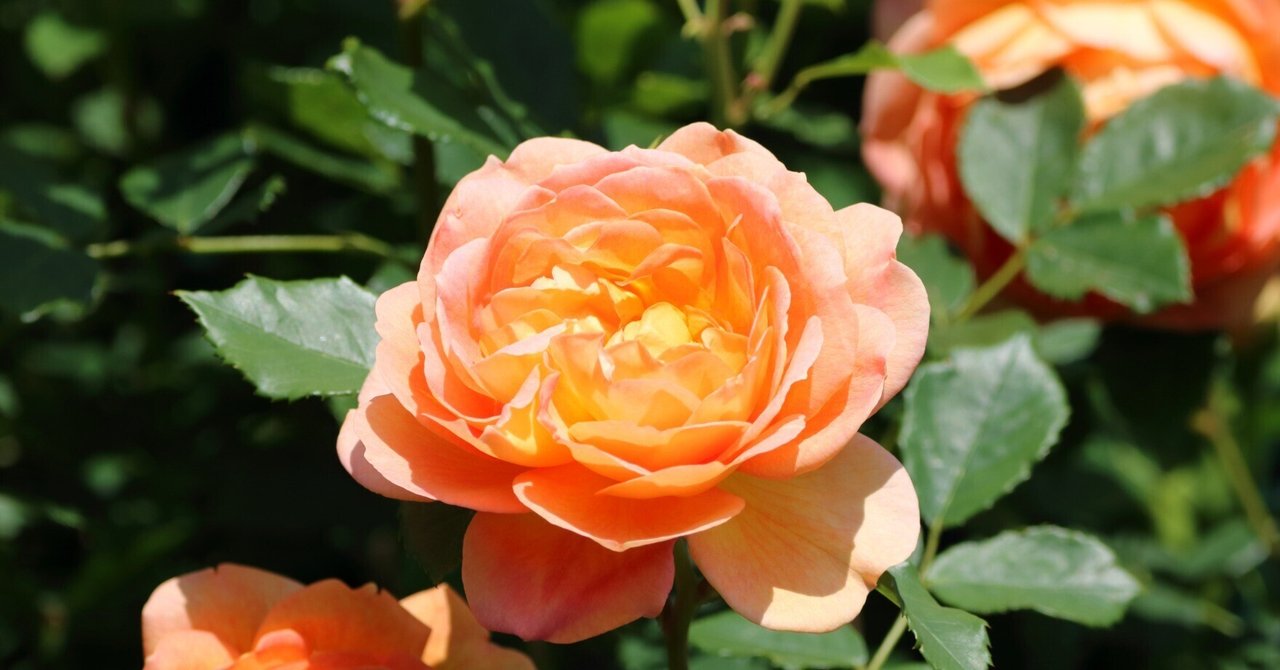 Strolling Ricky｜note