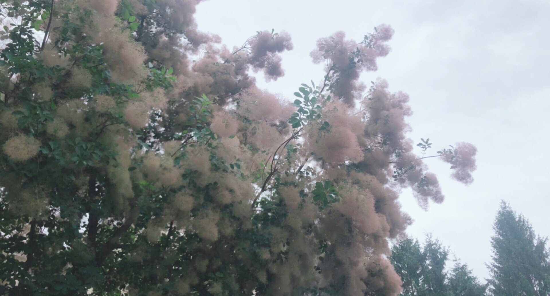 湯村りす (Yumura Risu)｜note