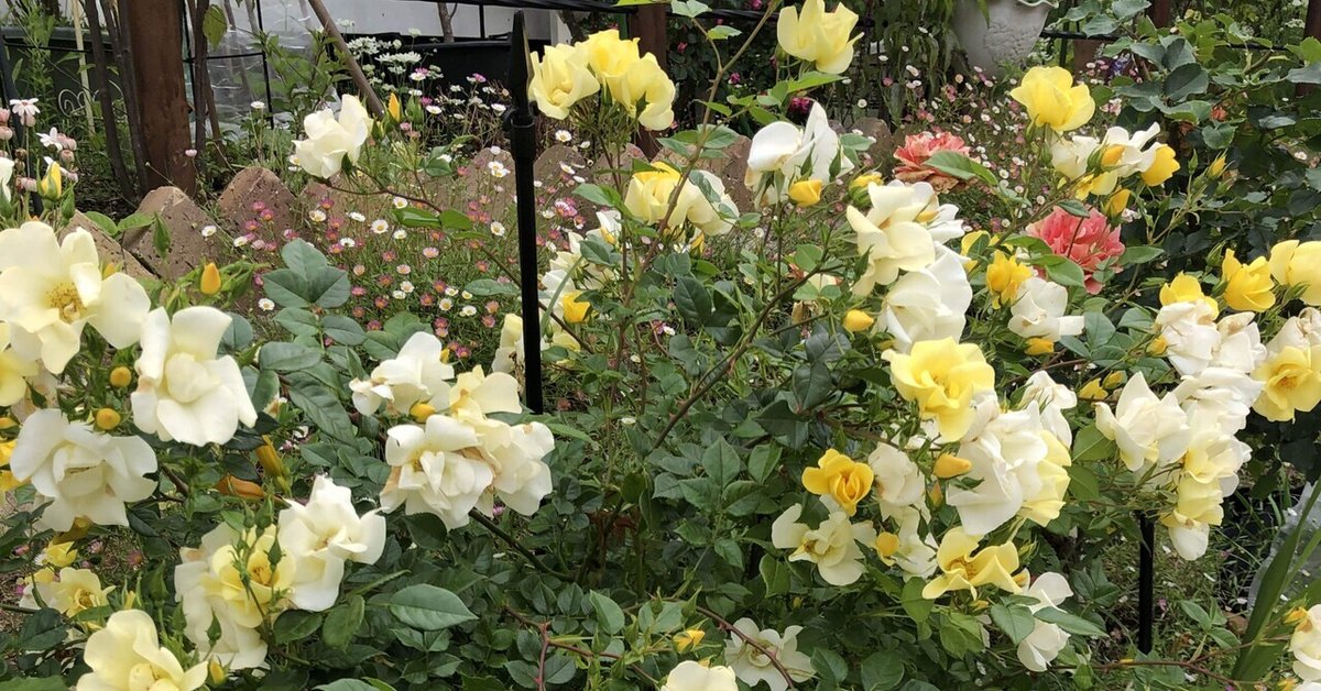 お酒の名前を持つバラたち｜ユメカ（Yumeka.yy）