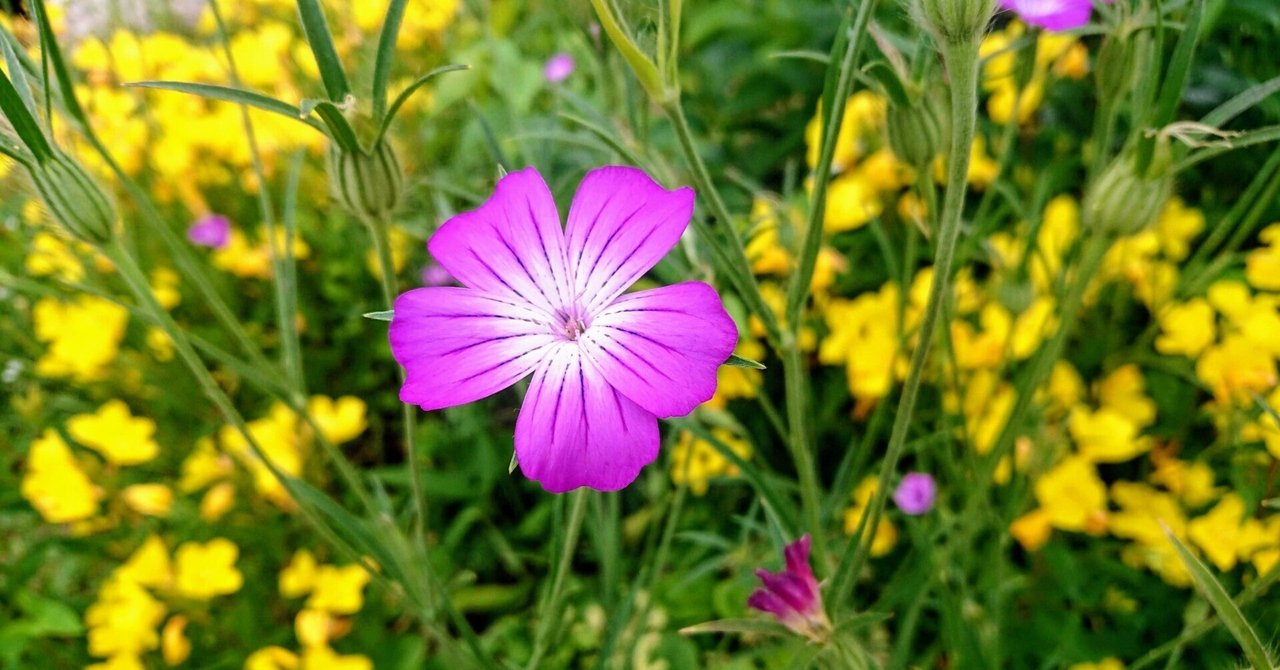 奇跡講座WB実践328 私は首席を得るために、次席を選択する｜(Linp&Ruru)本当の自分を知り、本当の自分として生きる