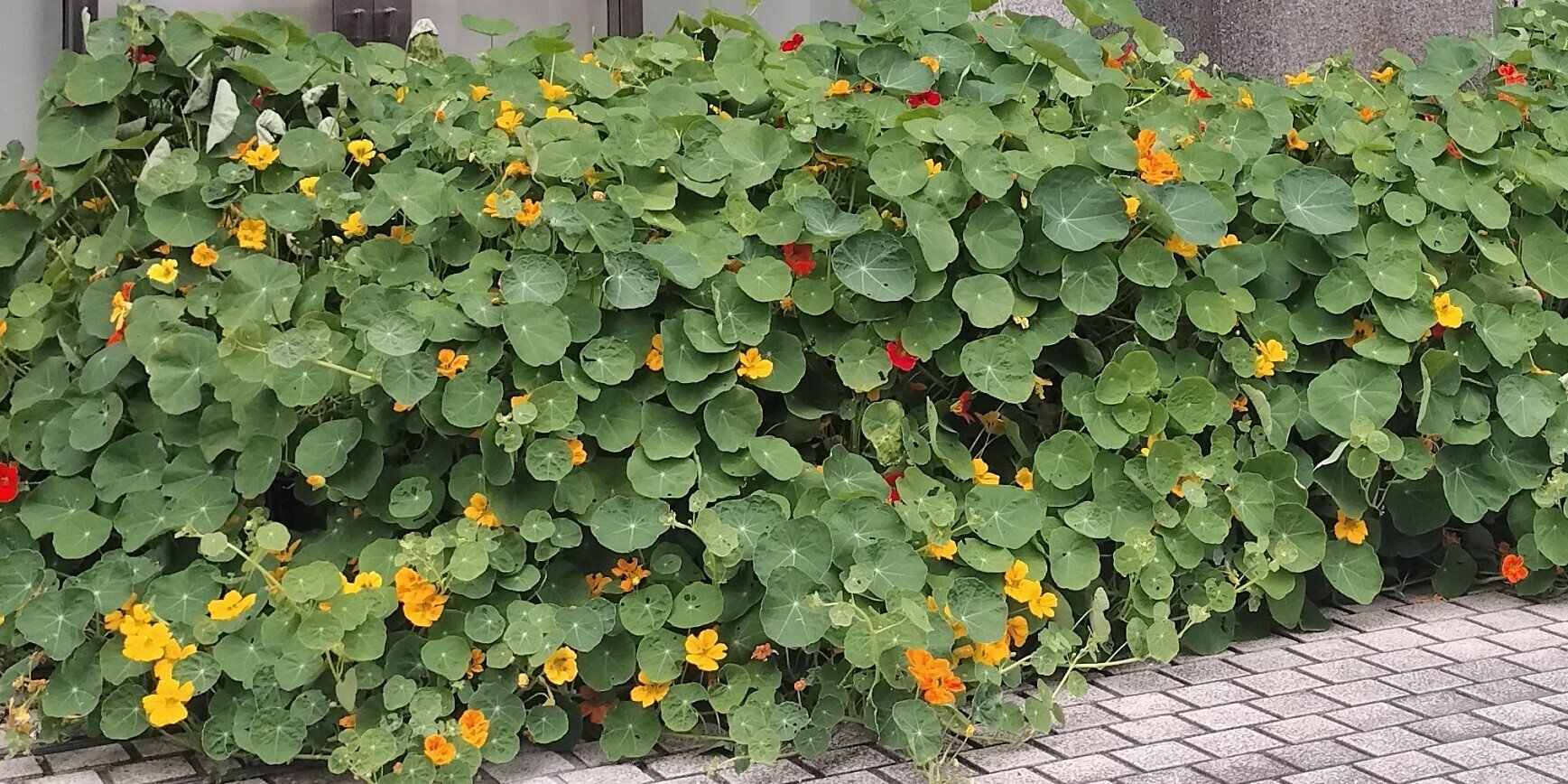 家庭菜園｜🥚RIKO*MAKO🐣｜note