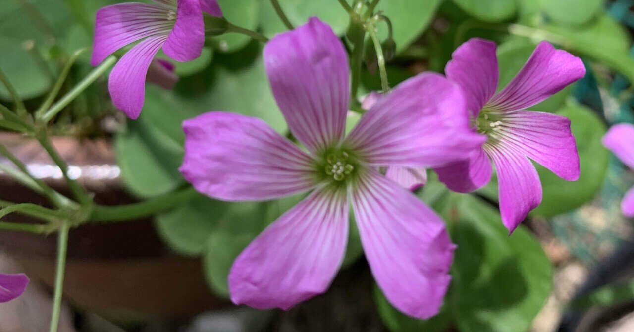 お楽しみ集め｜kyo☆ko