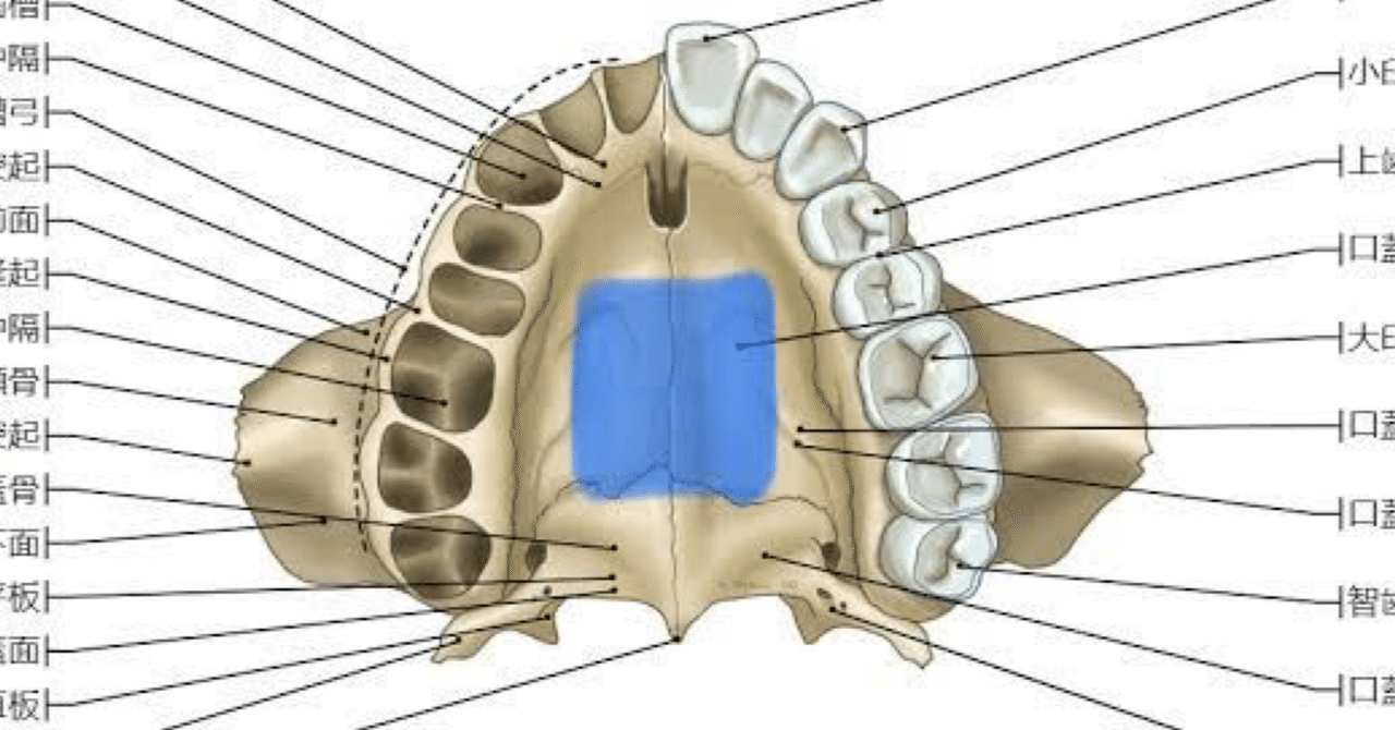 人体の中の水平測定ゾーン｜NAOKO