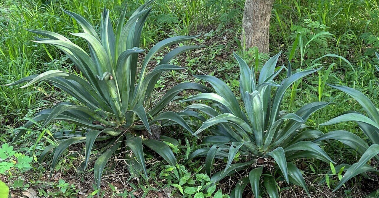 滞在2日目のスケジュール（アーユルヴェーダ施設の1日の流れ）｜anariza