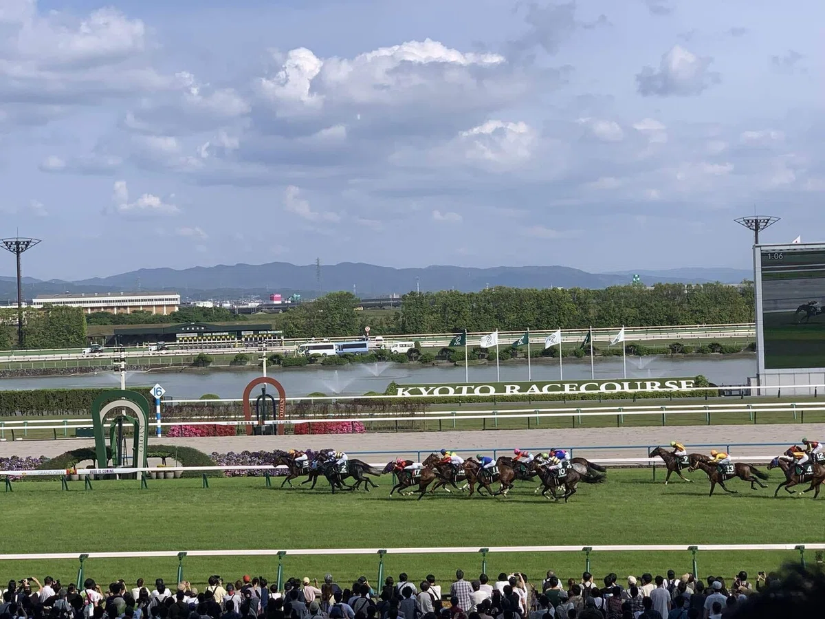 Guide to Horse Racecourse in Japan: Kyoto Racecourse / 京都競馬場｜小和田 逸平