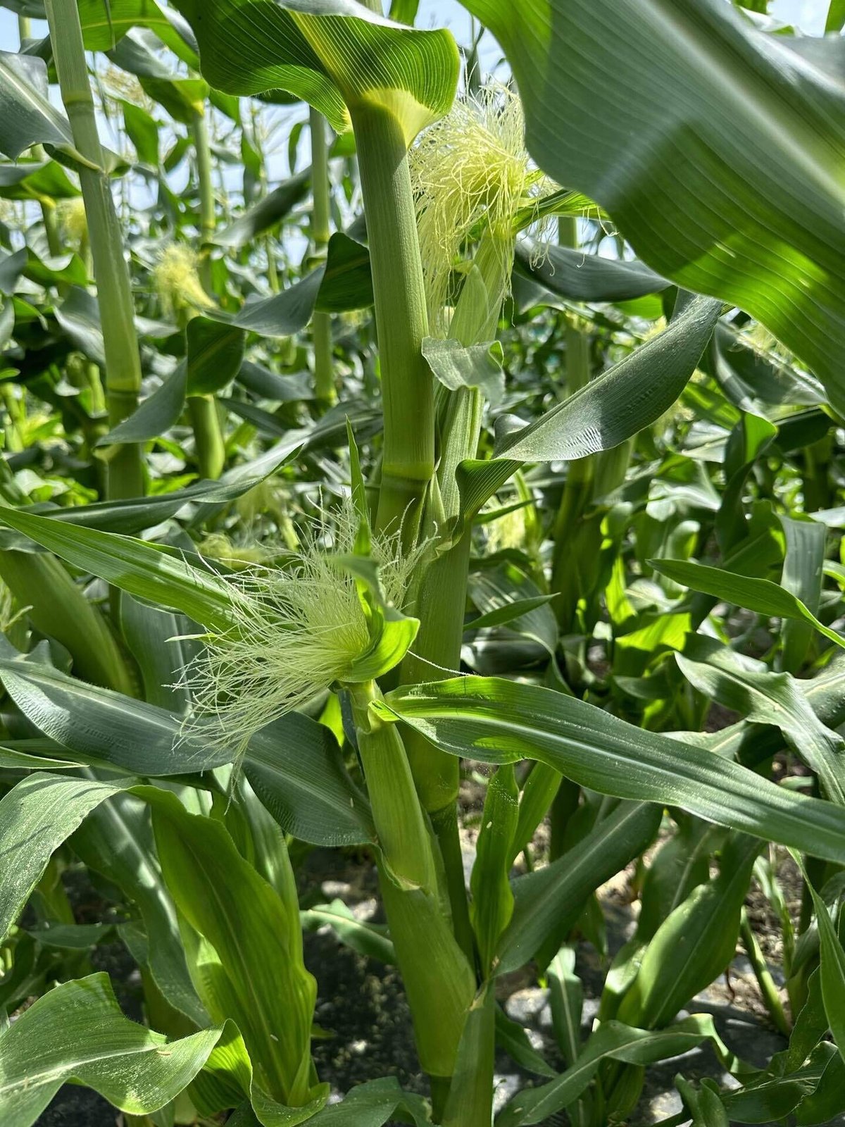 2023とうもろこし(7)摘果とベビーコーン｜NicePapa 平野 尚志