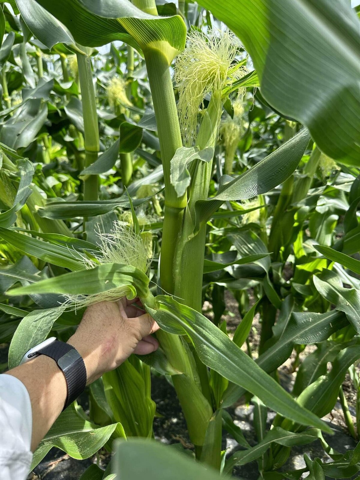 2023とうもろこし(7)摘果とベビーコーン｜NicePapa 平野 尚志