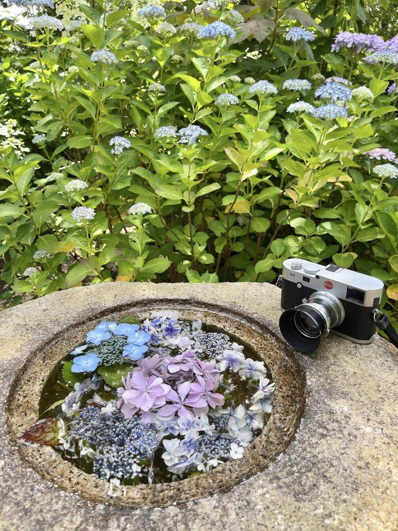 長谷寺 紫陽花｜shirasu camera