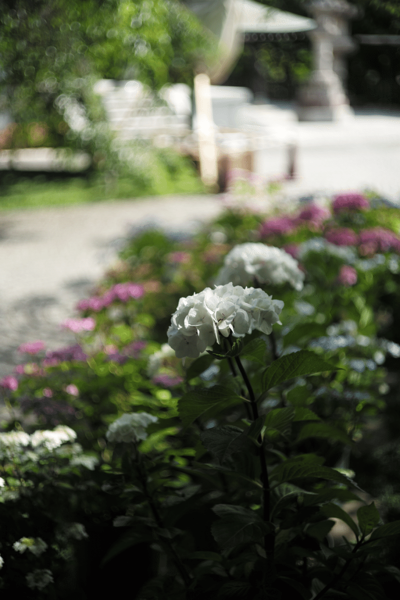 長谷寺 紫陽花｜shirasu camera