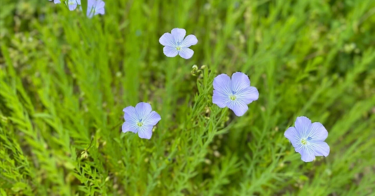 令和5年5月28日日曜日(旧暦卯月九日) 駆除隊 亜麻仁の花 昼グリル 書くこと｜nakano michiko