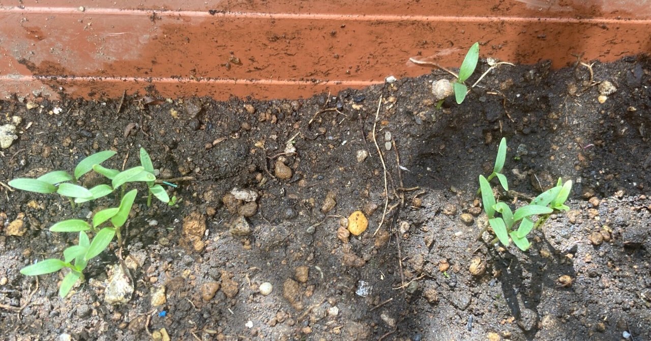 芽がでてきました。｜Kooooo