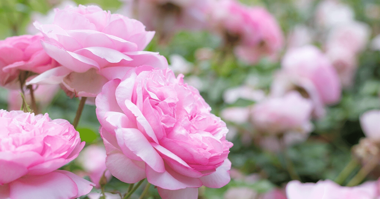 【今日の短歌】令和5年5月29日｜五十嵐創 / Soh Igarashi