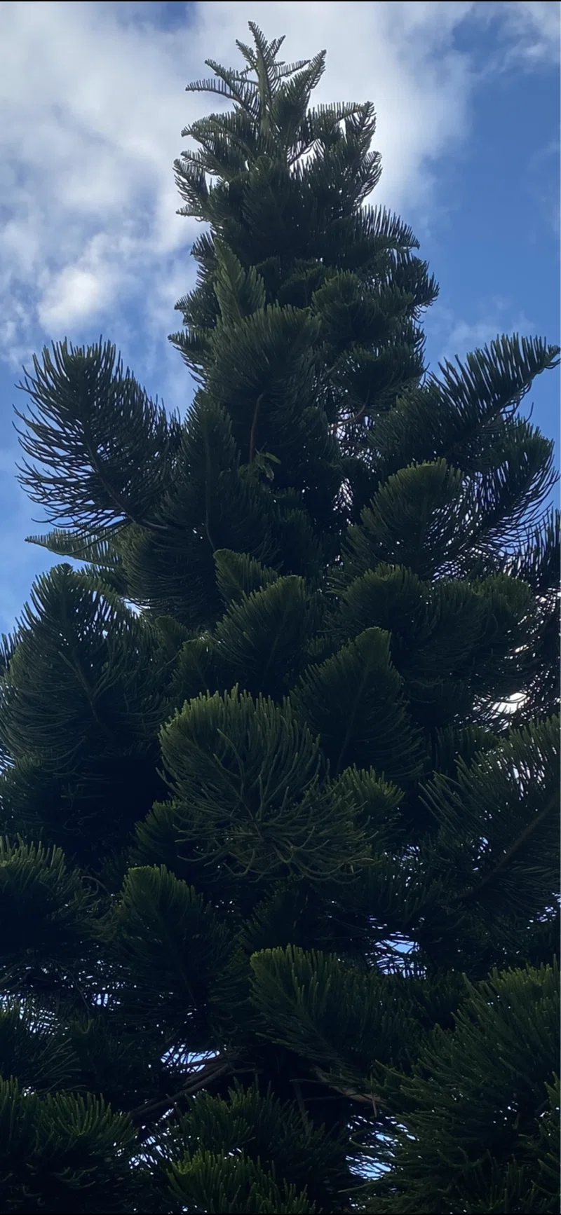COOK ISLAND PINE｜EGGSEED