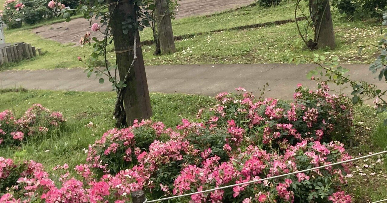 スクールバス大革命！｜SAITO AYAMI