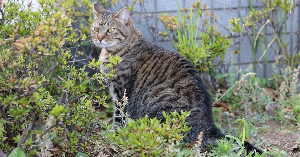 ストレスを避けよう｜紅＝猫の瞳に恋する執事 Ti amo♡ ＃キジトラ ＃note ＃小説 ＃エッセイ ＃猫がいる幸せ