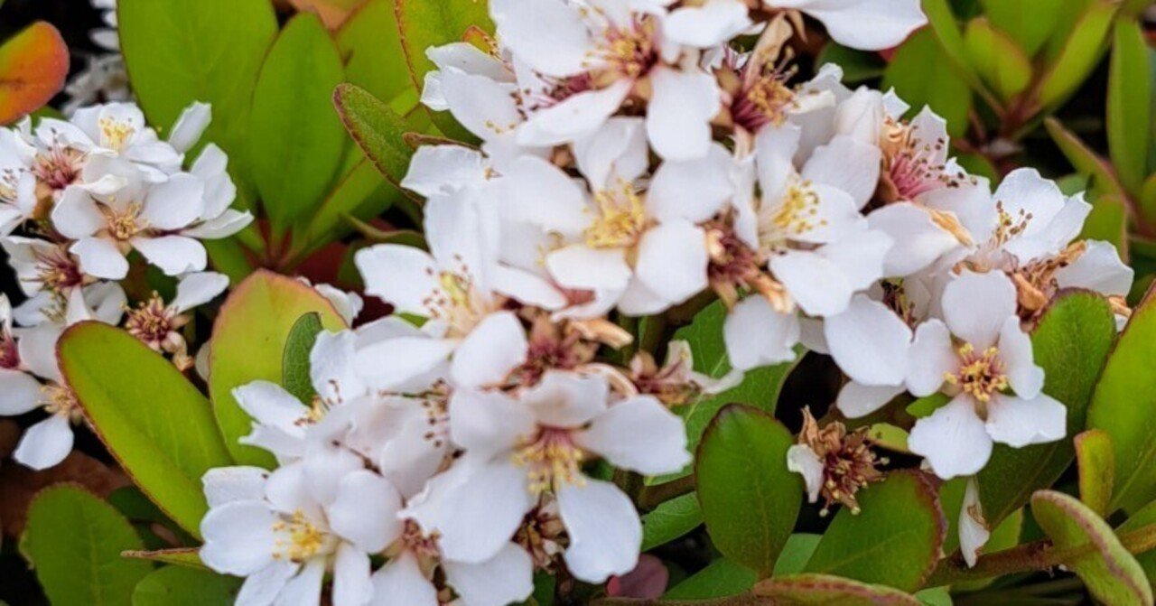 Blackberry|小林健夫