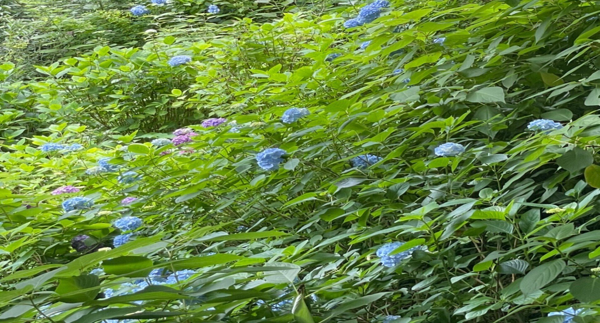 𝗮𝗻𝗸𝗼｜note