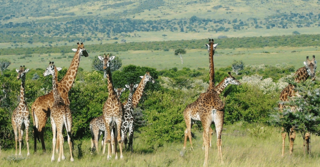 ワイルドライフカレッジ2023 開講 ｜古沢広祐（Furusawa Koyu）