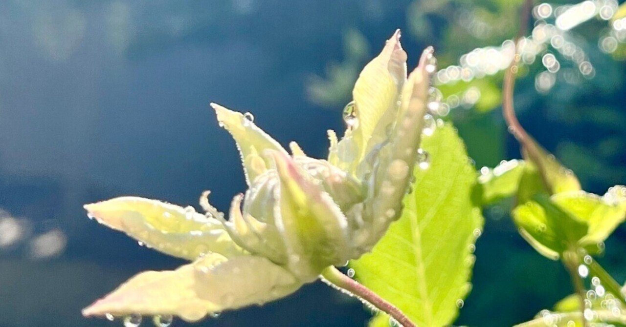 今日の1枚（2023/6/1）｜Chikako