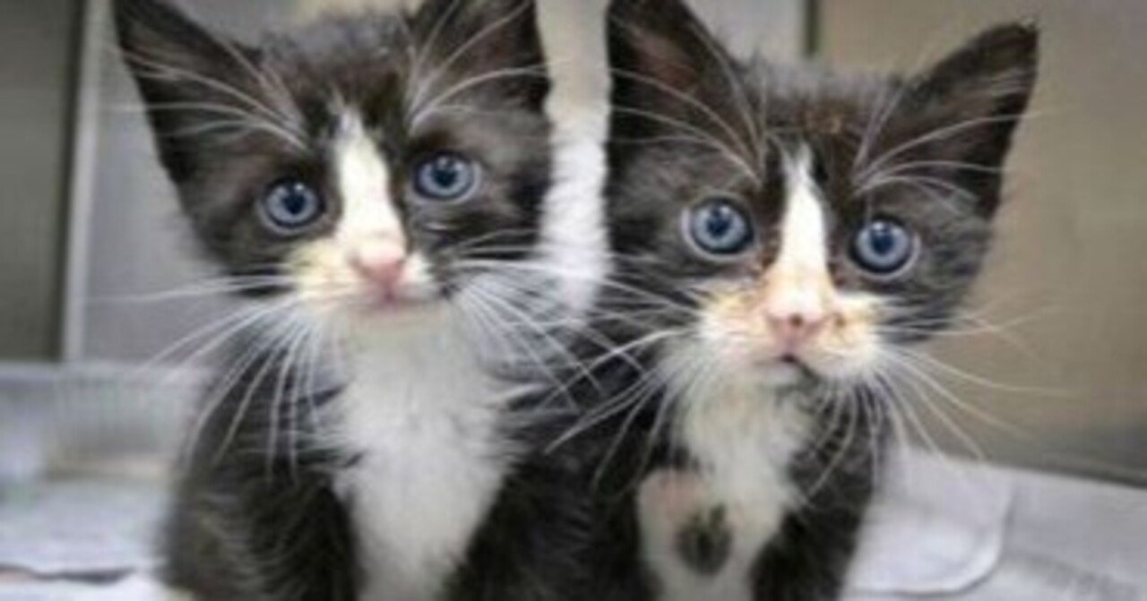 Cat Cloning｜sinogene