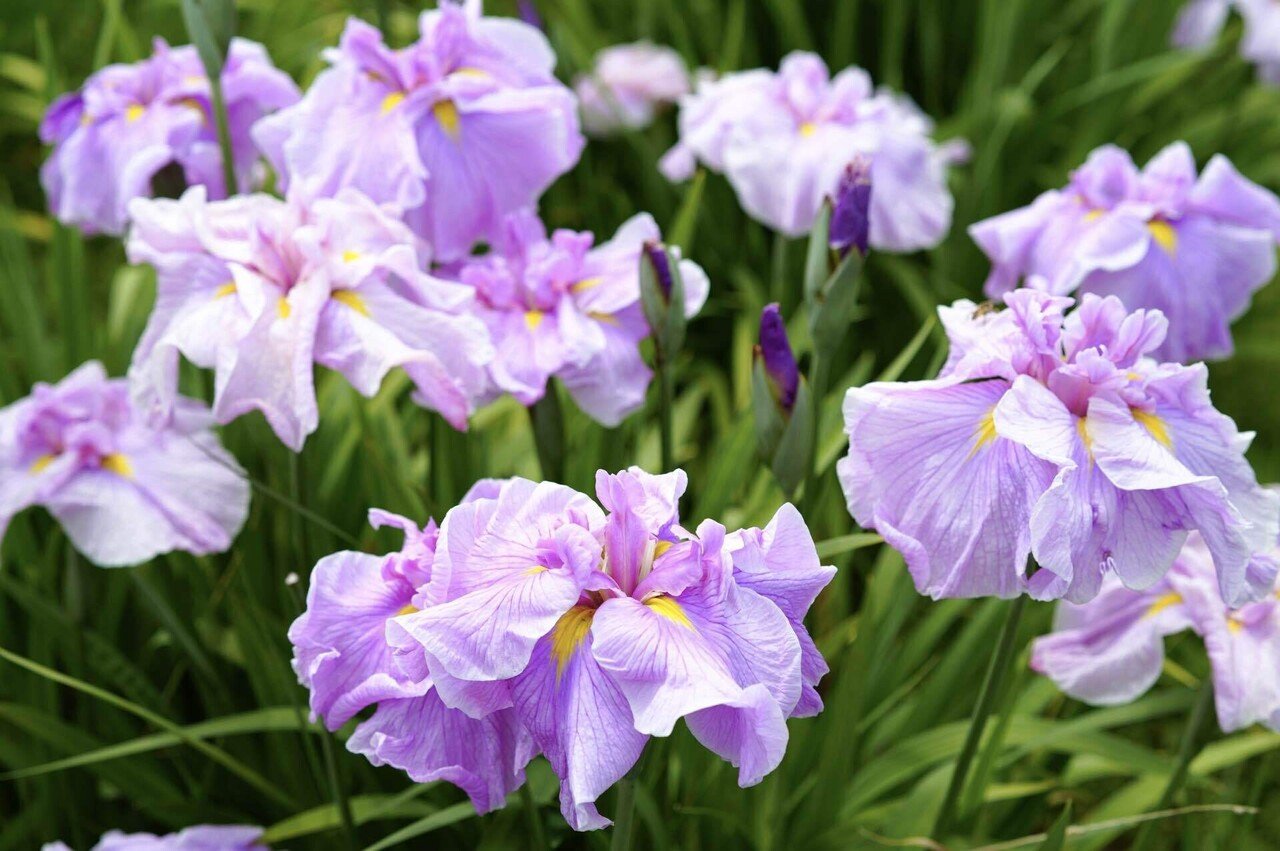 INOUE Tomohiro｜note