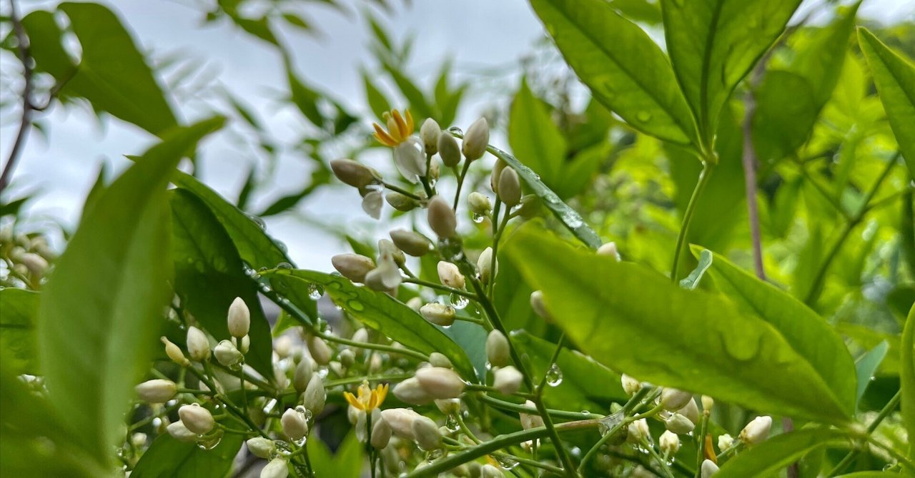 聞くこと・伝えることが、人間関係を楽にする awai 風のたより121｜awai Sou /さとうそう