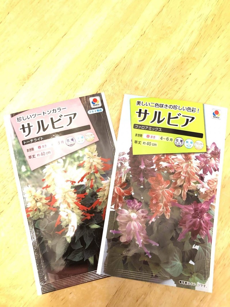 サルビアの魅力～古典と新派のバリエーション～｜ユメカ（Yumeka.yy）