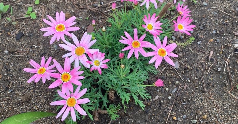 通学路｜ohana.___.chan