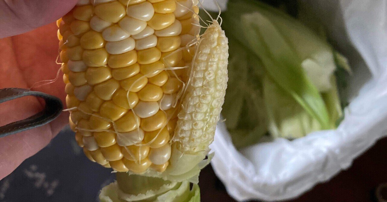 甘甘甘娘｜Hecto