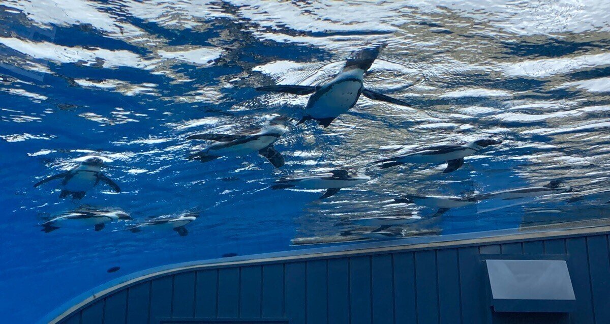 Shoma Sekiguchi｜note