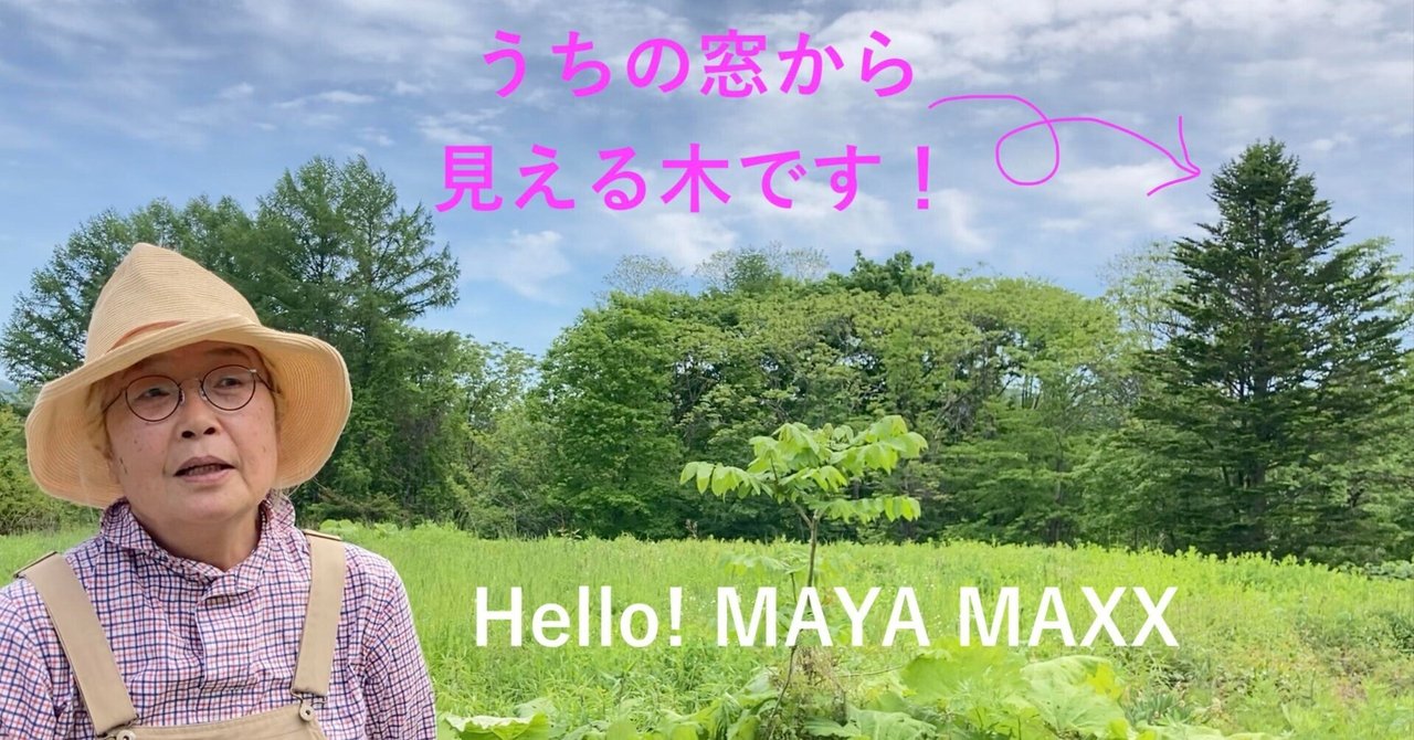 Hello ! MAYA MAXX_元気が出るひとこと うちの窓から見える木です｜MAYA MAXXのplaypray