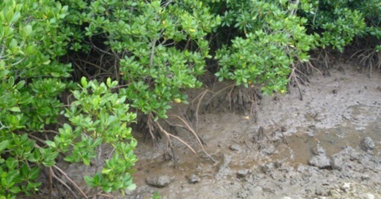 PDFファイルを画像ファイル（jpeg ファイル）に変換して利用してみました｜koichi sugihara