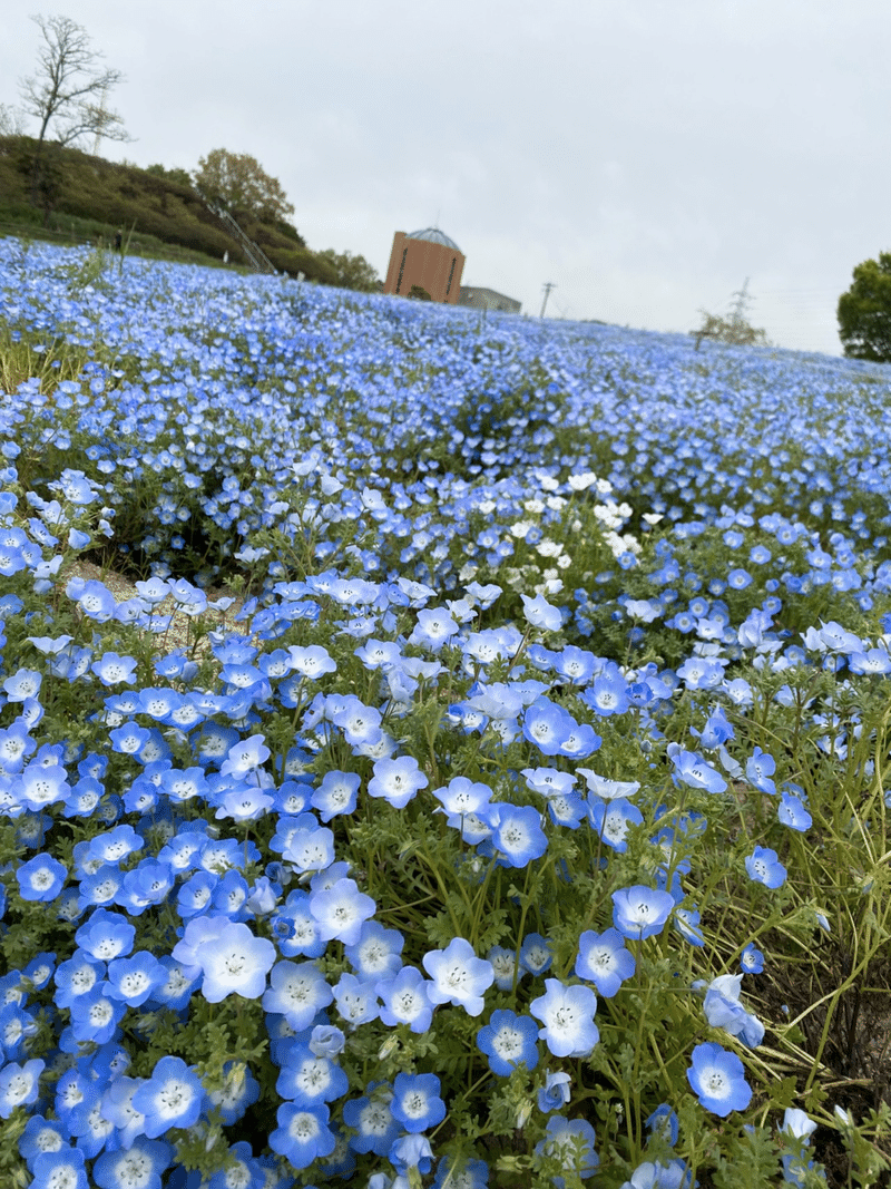🔪森シェフ『ご飯がすすむ夏野菜漬け』＆アデリアレトロ💠💠｜𝐑𝐢𝐬𝐚＊𝐧𝐨𝐭𝐞