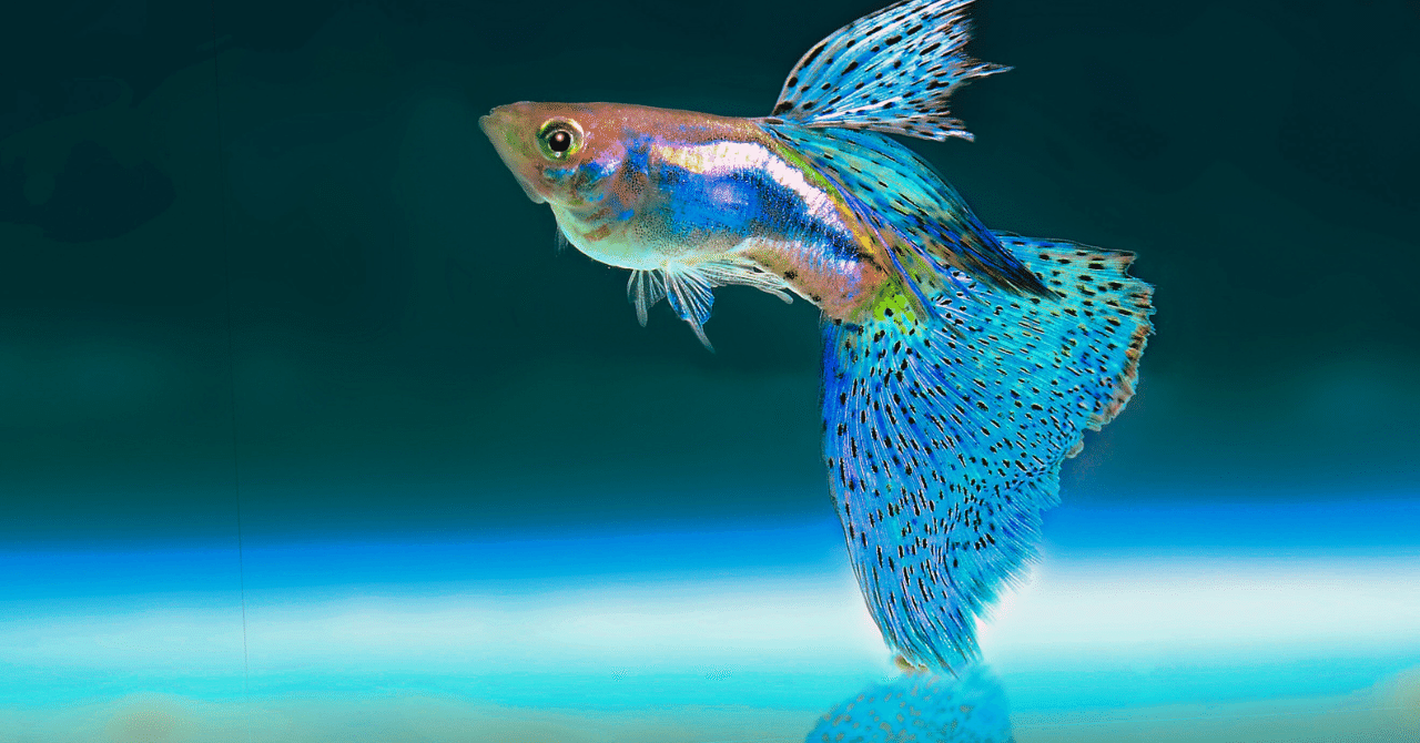 「トビウオ」ー詩ー｜cofumi（こふみ） |詩🖋作詞🎵