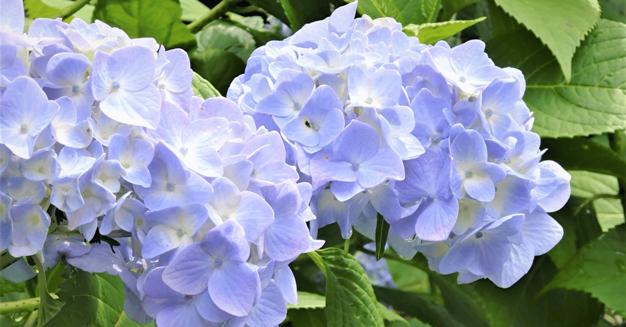 基礎和訳講座（01）｜田中健一／Study Navigator