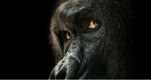 「HUMATRIX vol.7」(一回買い切り版)｜EvoPsy｜note