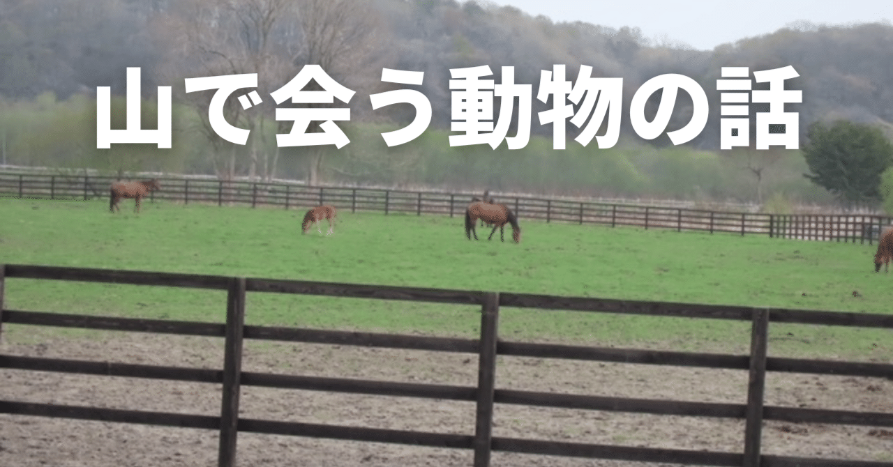 山で会う動物の話｜kakbock（登山社労士）