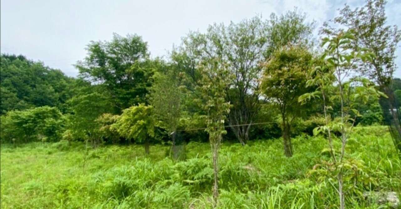 森づくりを始めました。｜Dando Mountain Farm