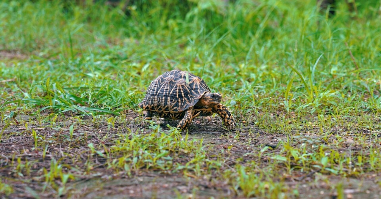 70歳までに10kmマラソンで50分切りをする｜tr-kiyo