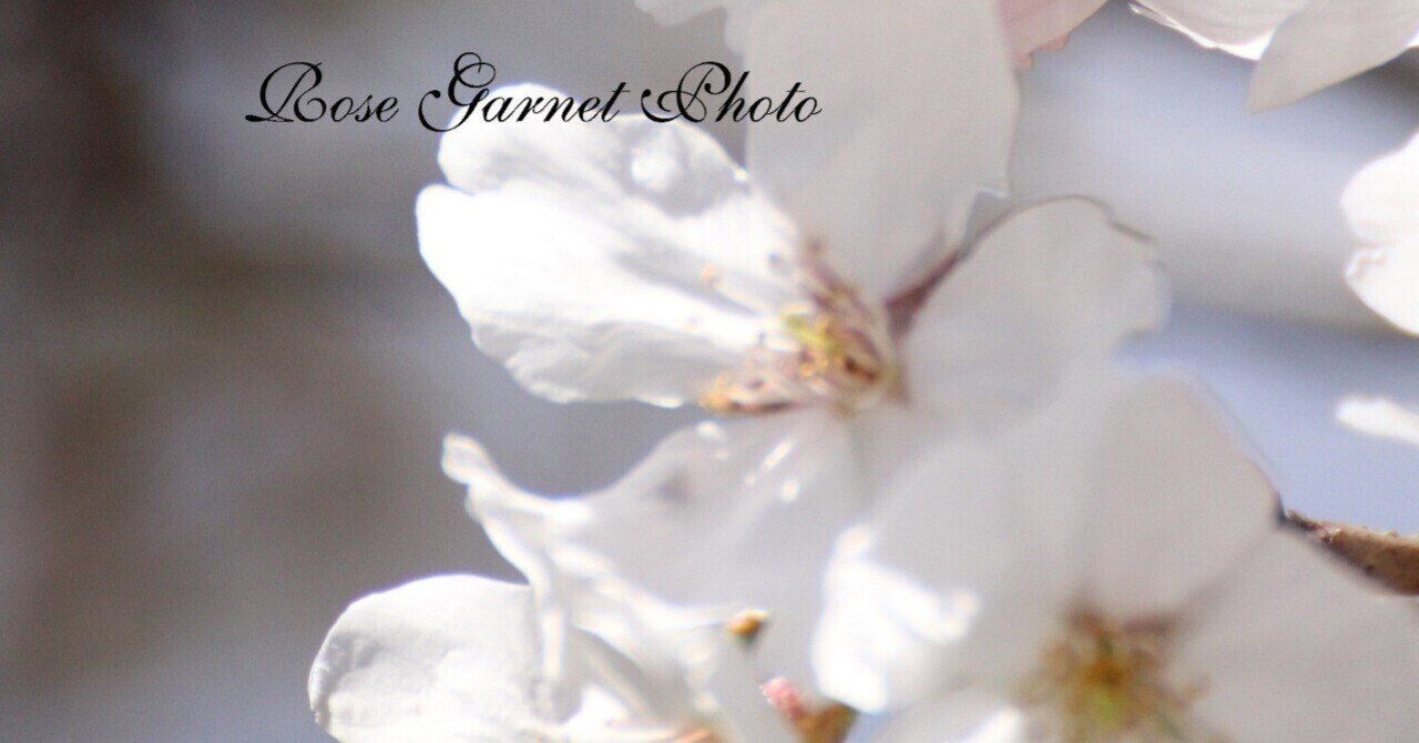 ひたむきであることこそ、そう信じる人に捧げる、 《Poem : 2 Take》｜Rose Garnet