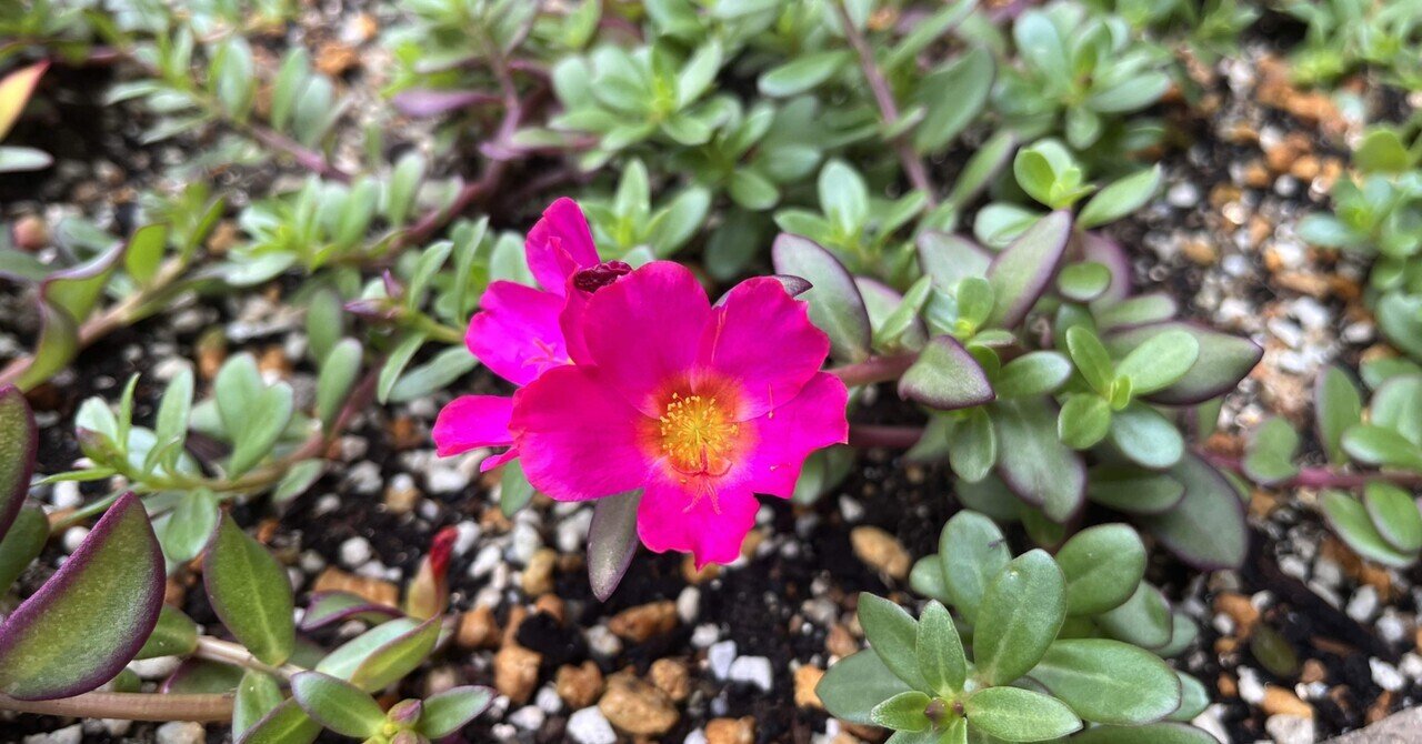 趣味と仕事｜prankish/Tomo