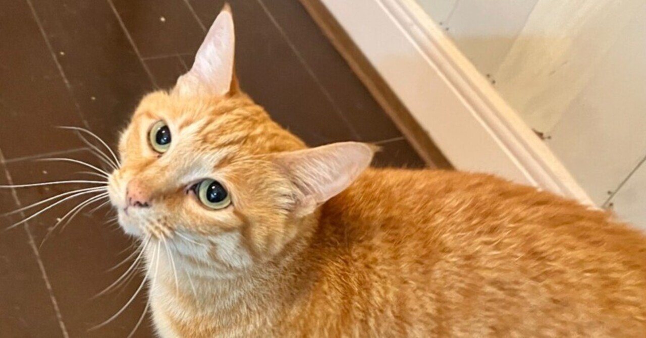 猫、虹の橋を渡る。|meiv