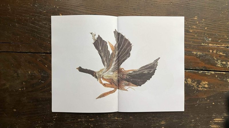 Russell Weekes - Nature Spotting Russell Weekes｜IDEABOOKS JAPAN