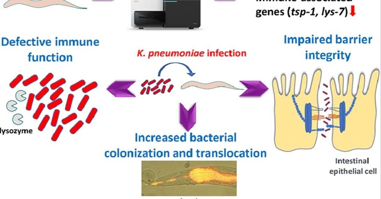 GSPD-1欠損線虫のKlebsiella pneumoniae感染による免疫応答とバリア機能の障害｜哉百名