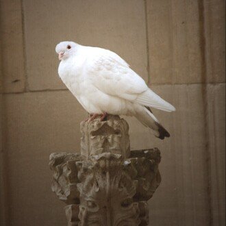 後世に伝えたい天才漫画家•鳥山明と妻が顔出し出演インタビュー集｜satoshi kashima