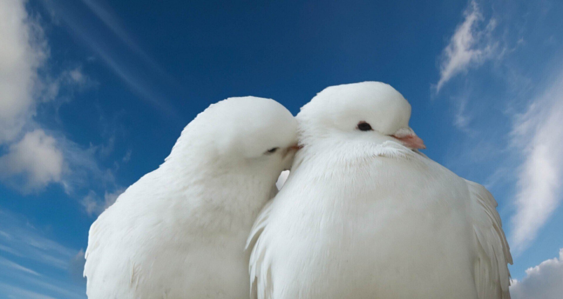 satoshi kashima｜note